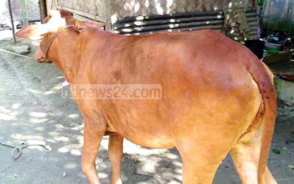 Bangladesh dairy farmers asked not to panic as lumpy skin disease ...