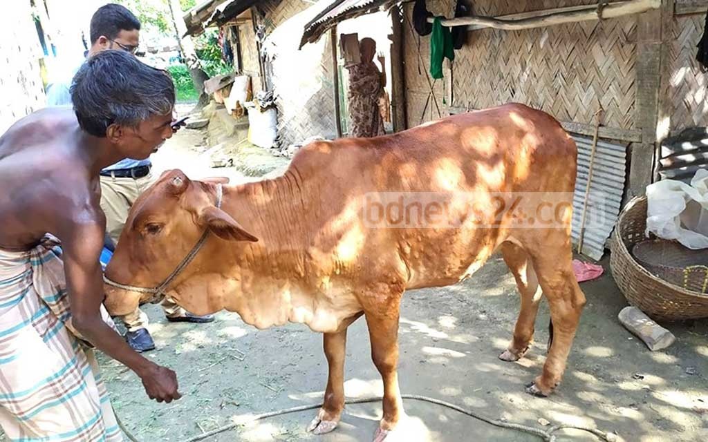 Bangladesh dairy farmers asked not to panic as lumpy skin disease ...