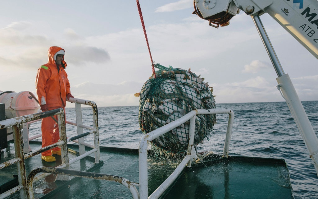 Warming waters, moving fish: How climate change is reshaping iceland