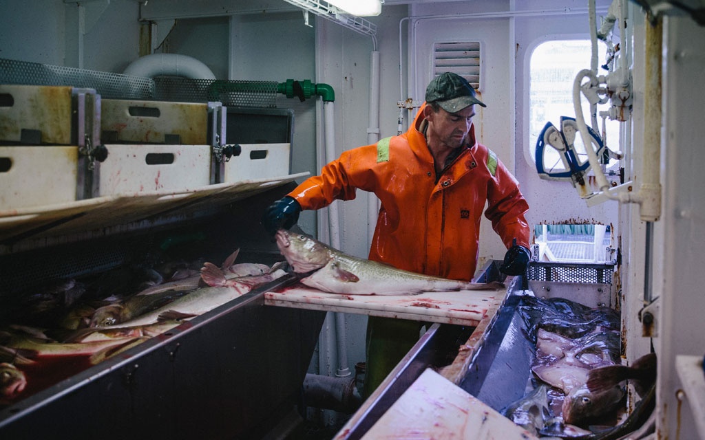 Warming waters, moving fish: How climate change is reshaping iceland