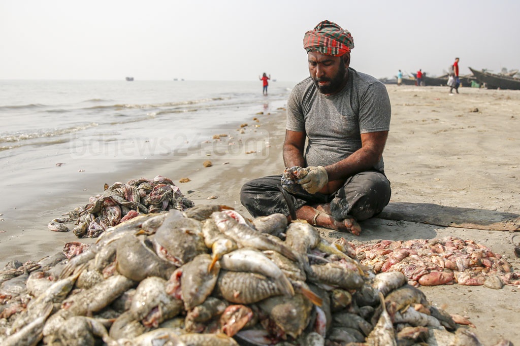 Drying puffer fish