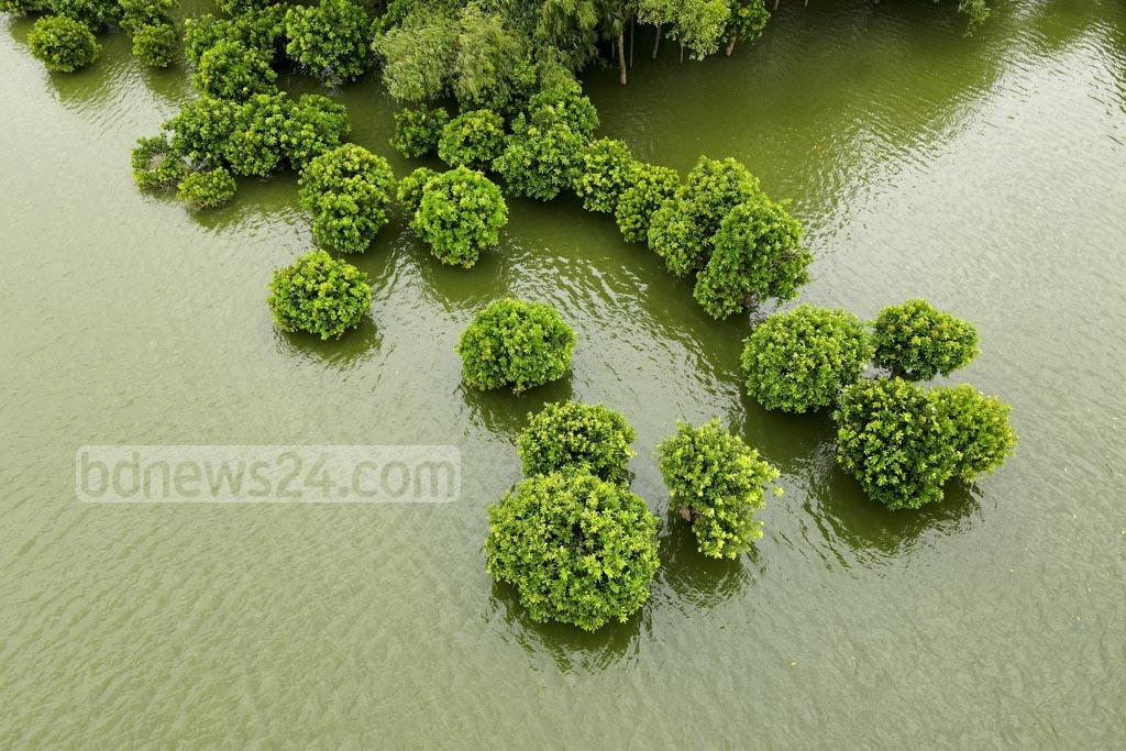 Flooded Hijol forest