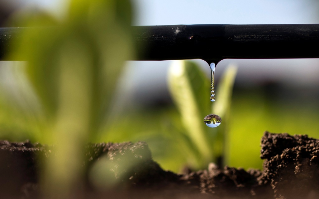Drip irrigation emerges to solve rice paddy problem