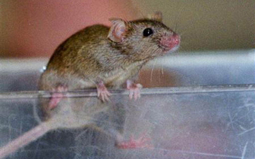 Virus variants can infect mice, scientists report