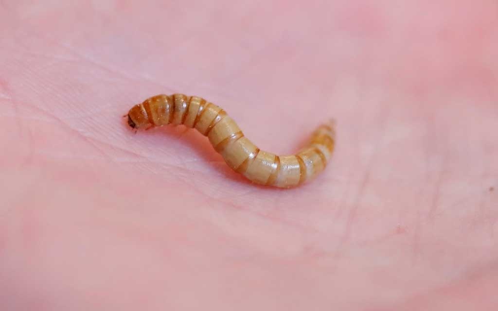 French restaurant serves up food of the future: insects