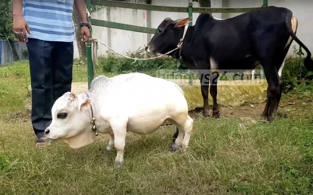 Dwarf cow Rani finds place in Guinness Book after death