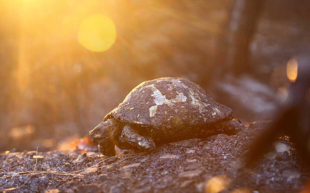 In Turkey wildfire, birth of 'Miracle' goat defies deadly flames