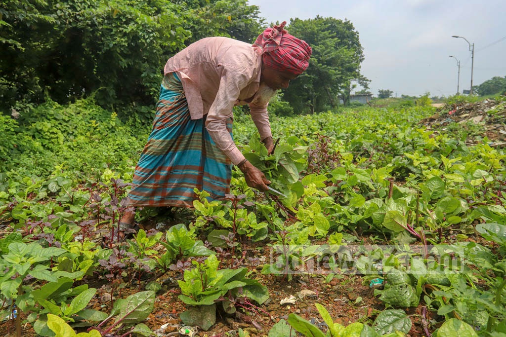 Matuail landfill vegetable garden