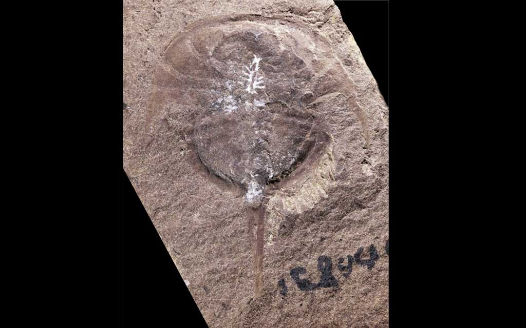 This brain remained intact in a 310 million-year-old fossil