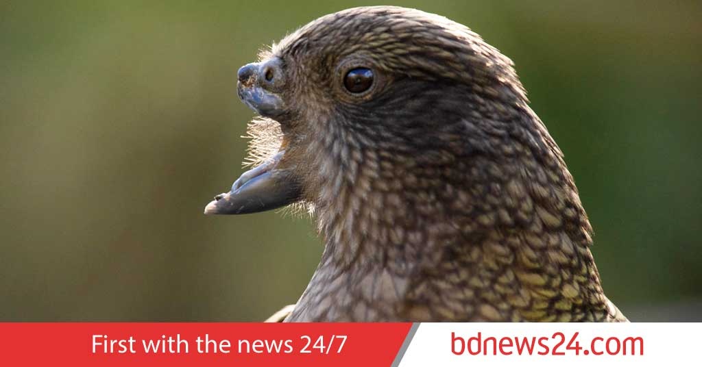 Bruce is a parrot with a broken beak. So he invented a tool