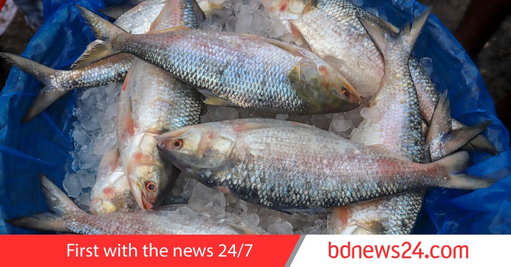 Banned jatka with hilsa up for sale