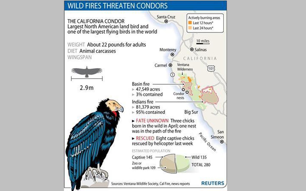 Endangered California condors can reproduce asexually, study finds