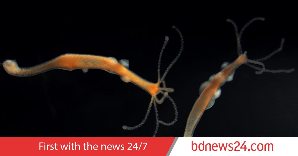 Hydra DNA reveals there’s more than one way to regrow a head