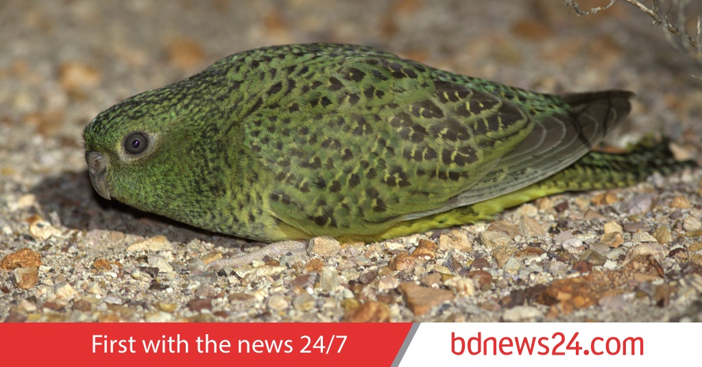 Chasing the ‘ghost bird’ of Australia’s outback