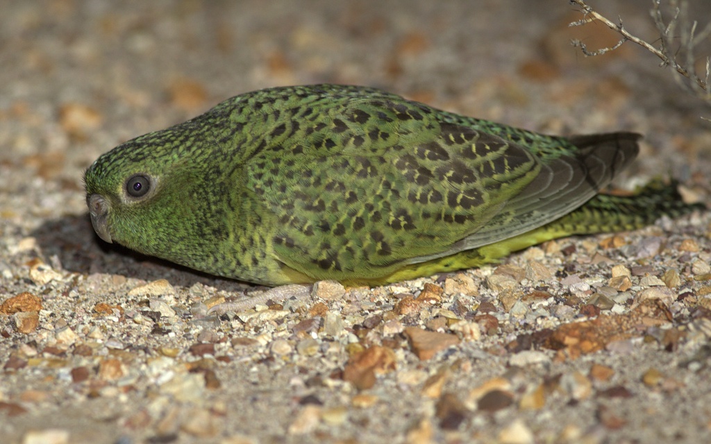 Chasing the ‘ghost bird’ of Australia’s outback