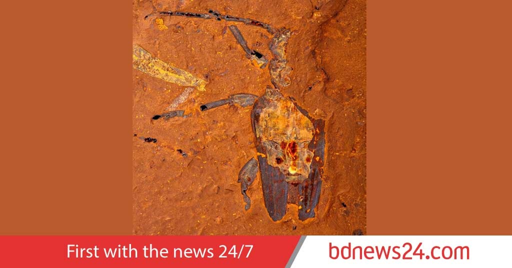 Fossils of a prehistoric rainforest hide in Australia’s rusted rocks
