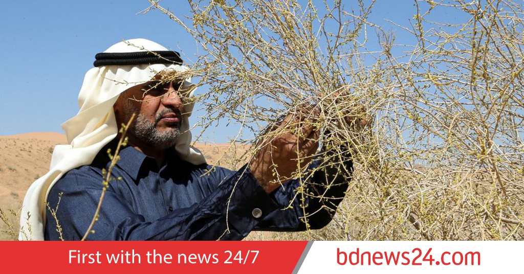 Saudi Arabia turns to drought-surviving saxaul tree for climate defence