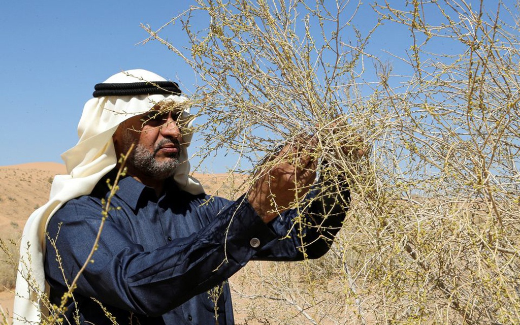 Saudi Arabia turns to drought-surviving saxaul tree for climate defence