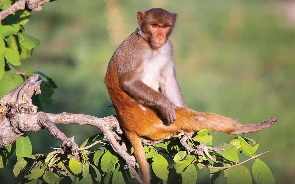 Coronavirus invades cells in the penis and testicles of monkeys ...