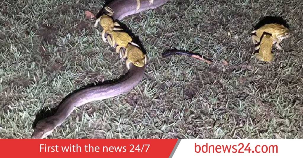 Cannibalistic toads reveal ‘evolution in fast motion,’ study finds