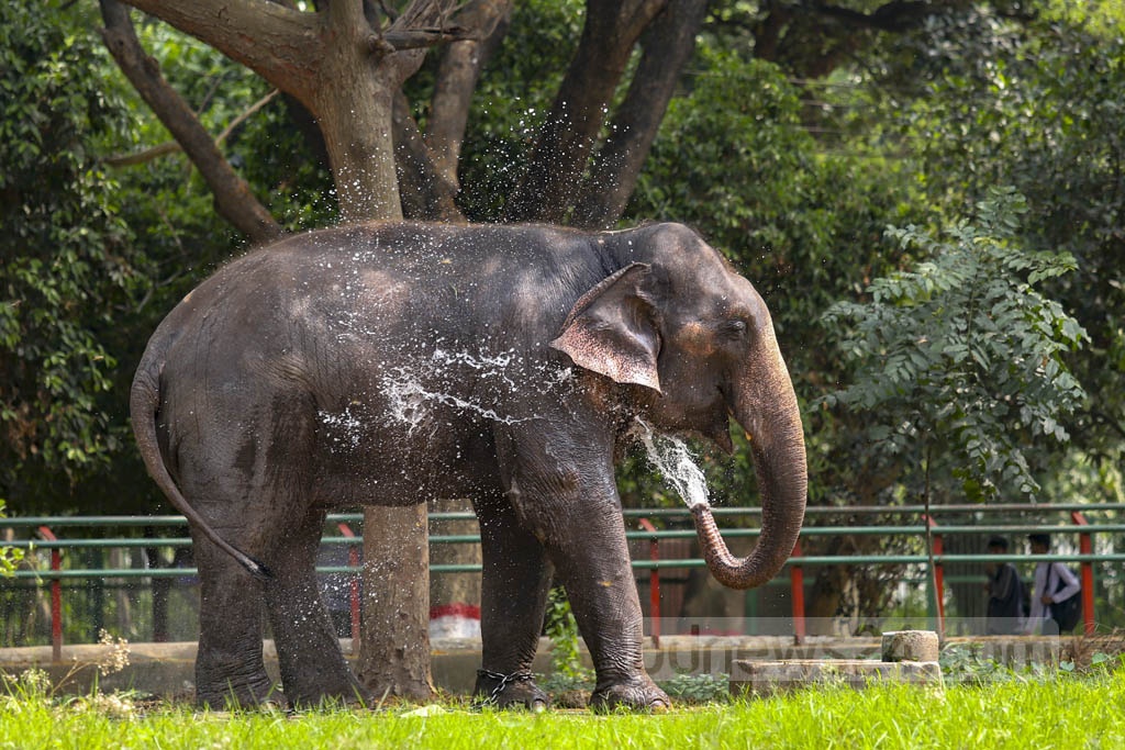 Misery of zoo elephants amid searing heat