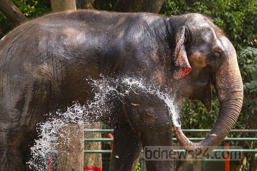 Misery of zoo elephants amid searing heat