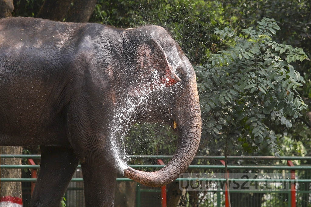 Misery of zoo elephants amid searing heat