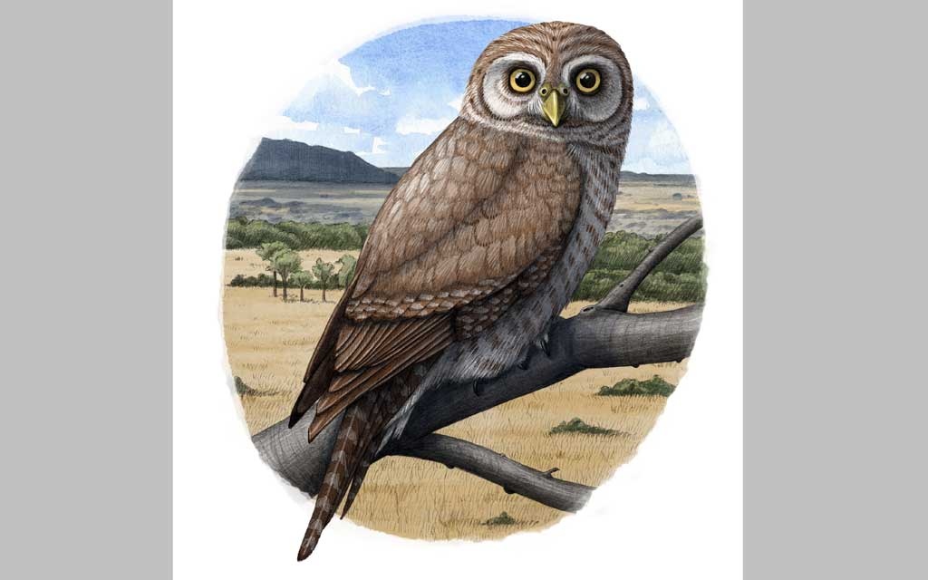 Fossil holds clues to how some owls evolved into daytime hunters