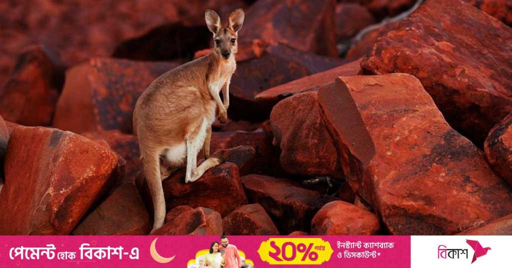 Why are Kangaroos turning up in India?