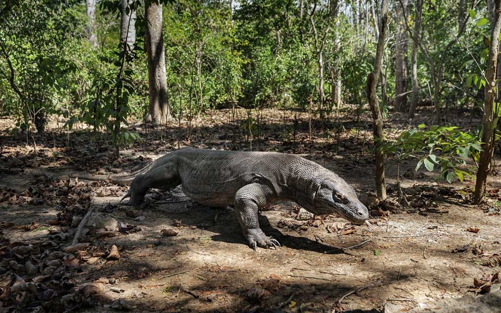 From king cobras to geckos, 20% of reptiles risk extinction