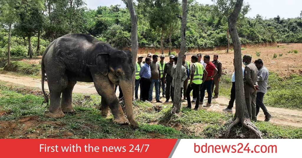 Exhausted, weak wild elephant prefers to stay close to humans