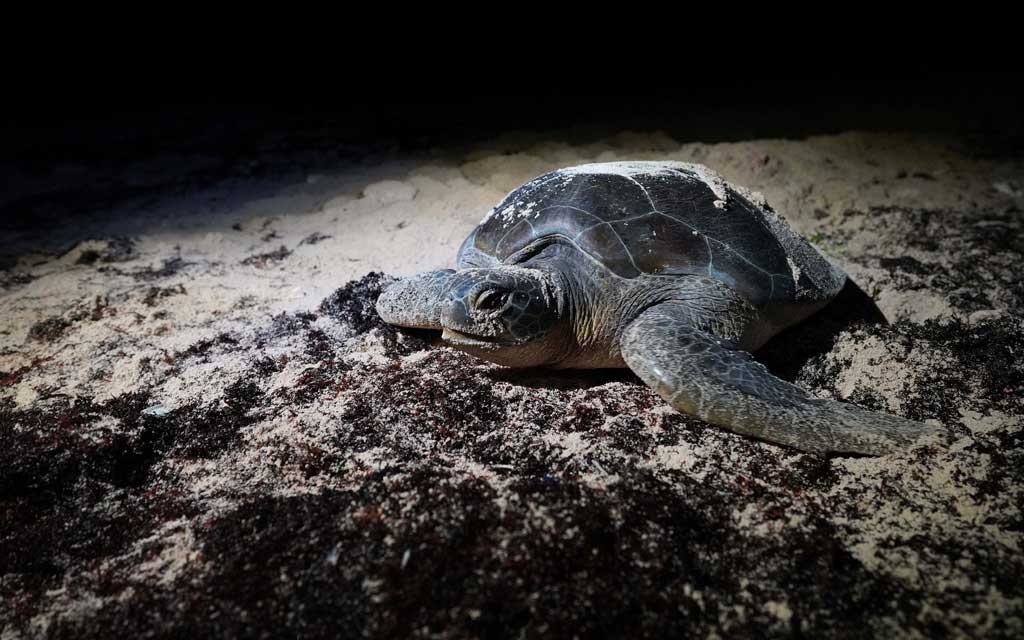Cuban sea turtles can't escape climate change, even on these far-flung ...