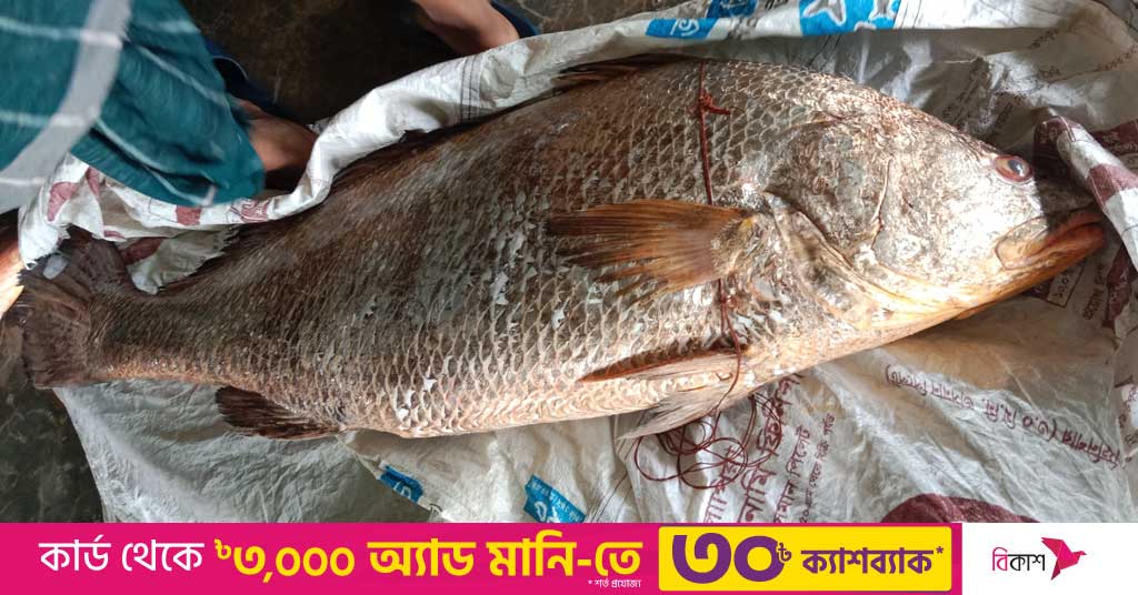 টেকনাফে জেলের জালে ৩২ কেজির পোপা মাছ
