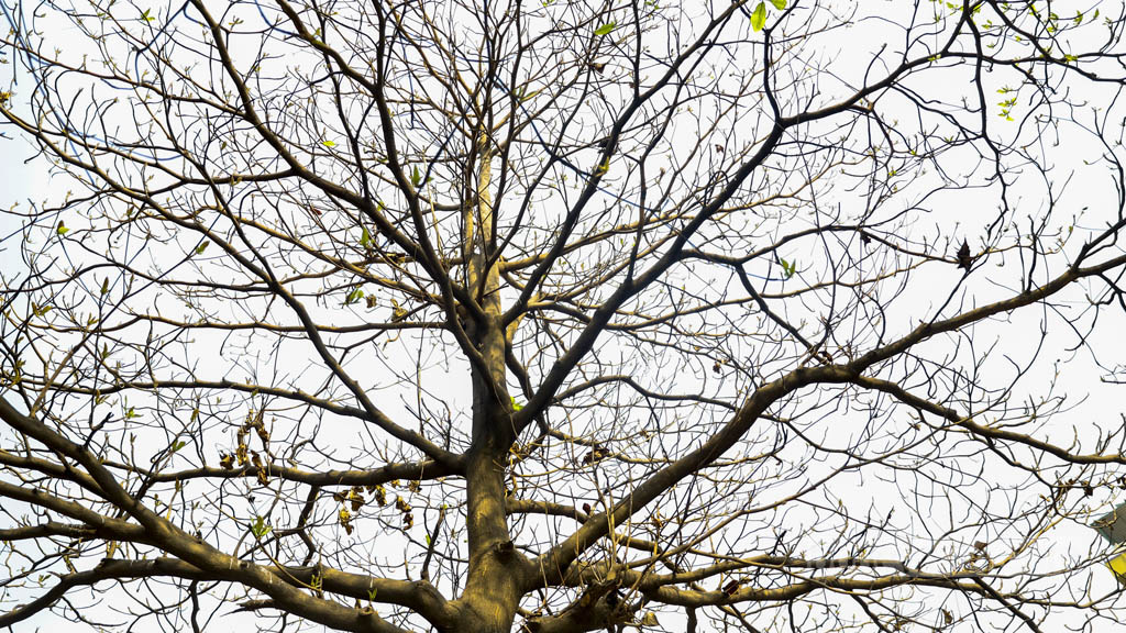 এলো ঝরা পাতার দিন