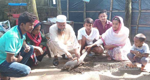 কক্সবাজার সৈকতের ঝাউবন থেকে বিলুপ্ত প্রজাতির বনরুই উদ্ধার