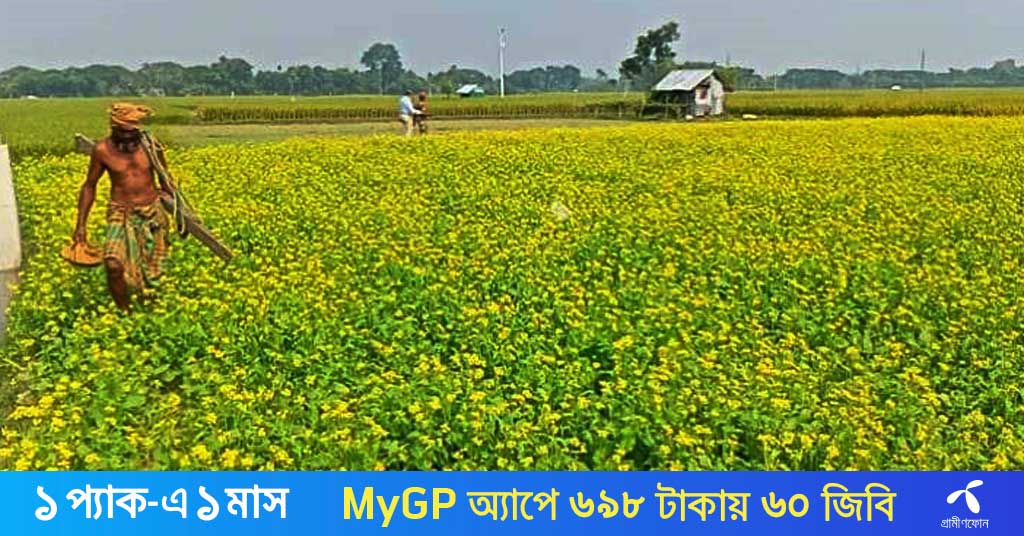 শার্শায় ছয় বছরে ৬ গুণ বেড়েছে সরিষার চাষ