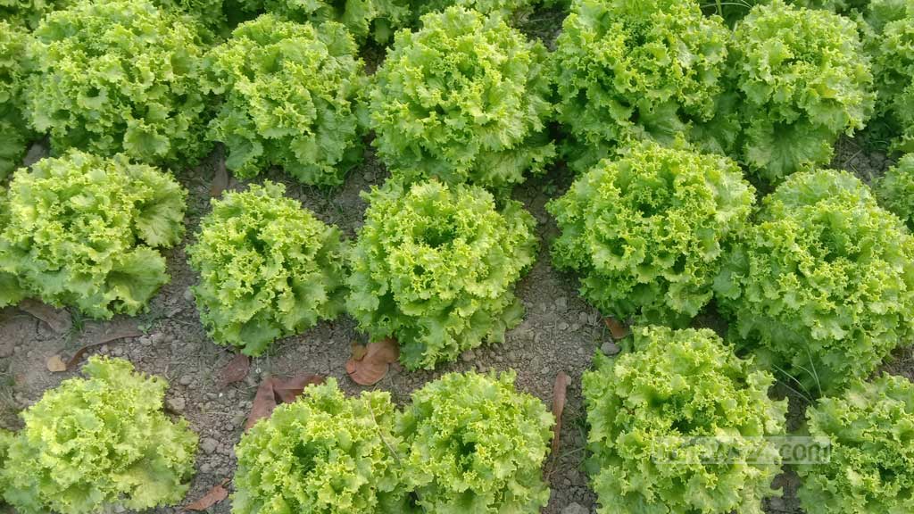 লেটুস পাতা চাষে ঝুঁকছেন যশোরের চাষিরা