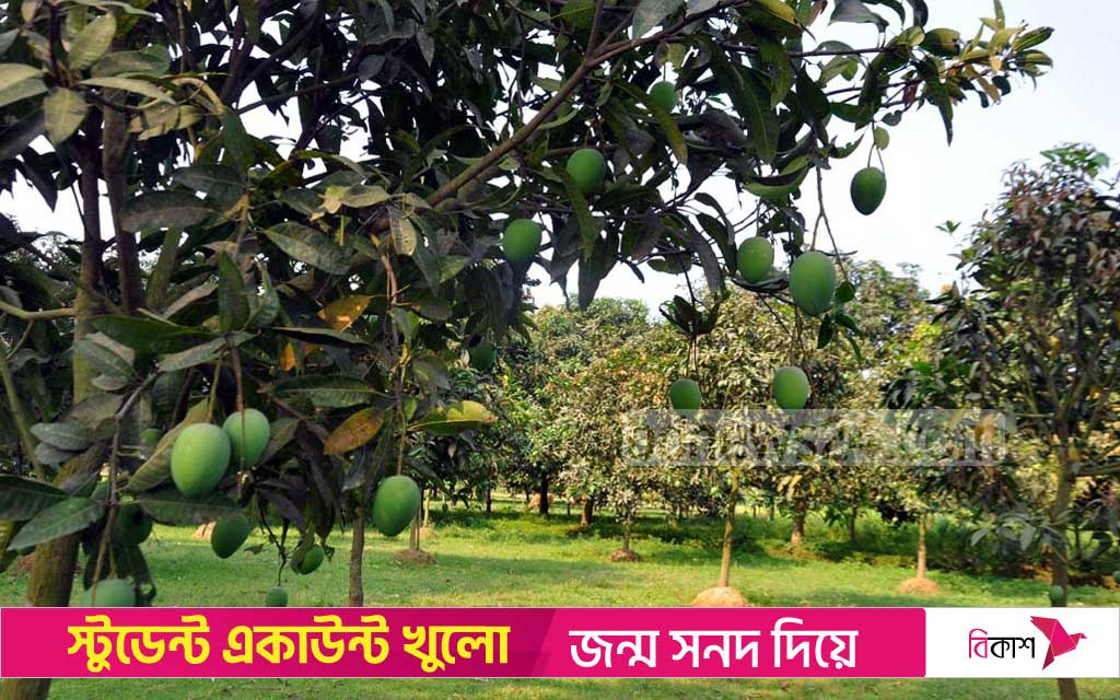 Why is the Haribhanga mango so beloved?