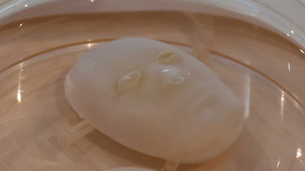 Japanese scientists make robot face 'smile' with living skin