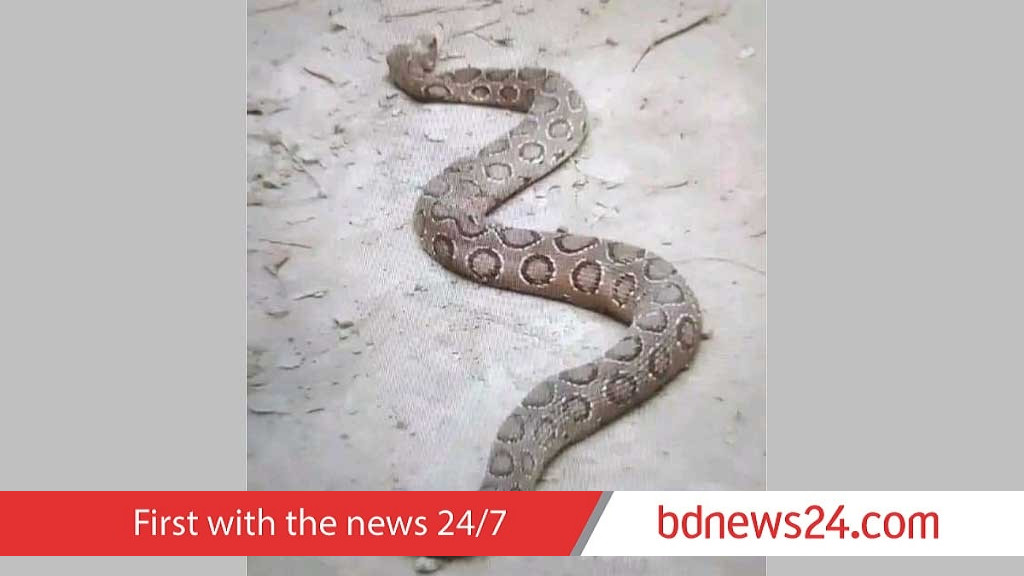 Govt calls for precaution, not eradication of Russell’s viper