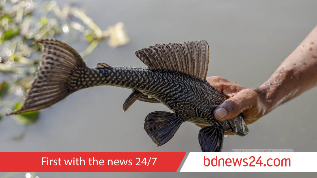 Sucker fish swarm nets in Turag, Buriganga