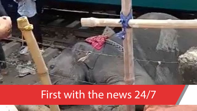 Elephant rammed by train dies in Dhaka’s Uttara