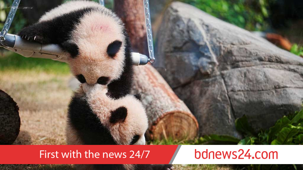 Hong Kong's twin panda cubs to make public debut