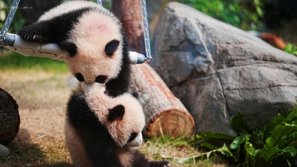 Hong Kong's twin panda cubs to make public debut