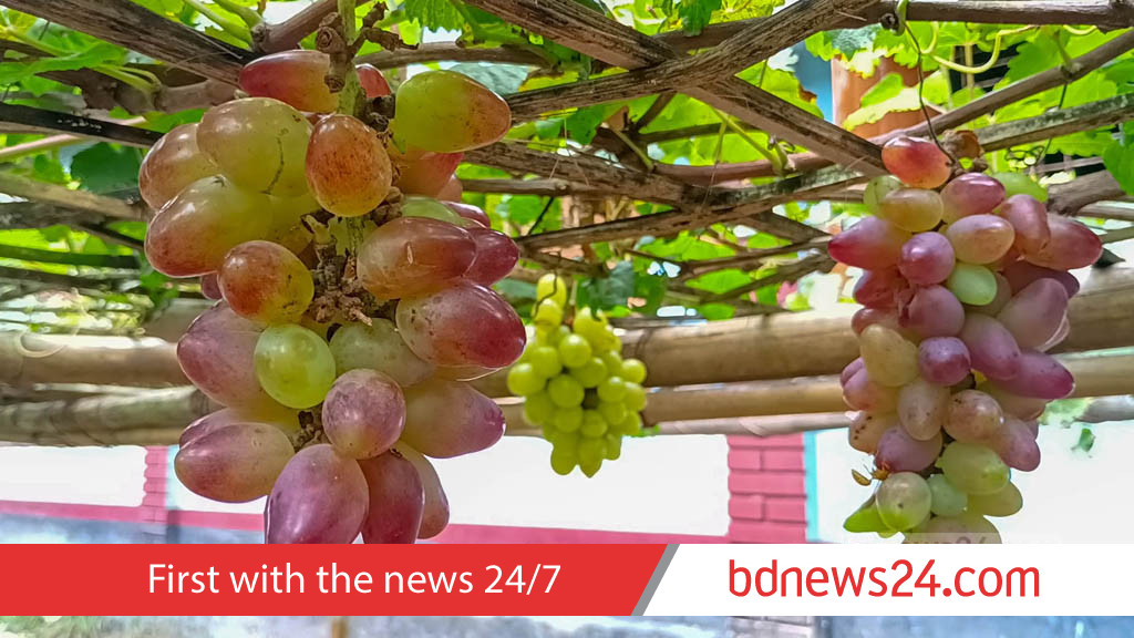 First try at grape farming yields good results