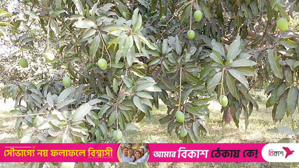 Mango farmers hope for profit despite smaller harvest