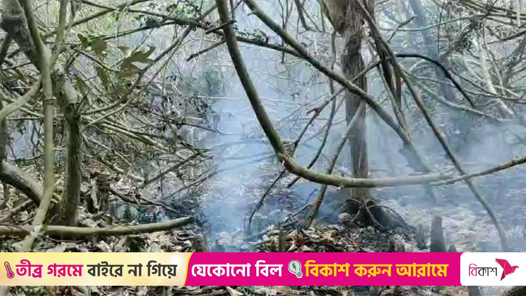 Firefighting efforts begin in Sundarbans, probe formed