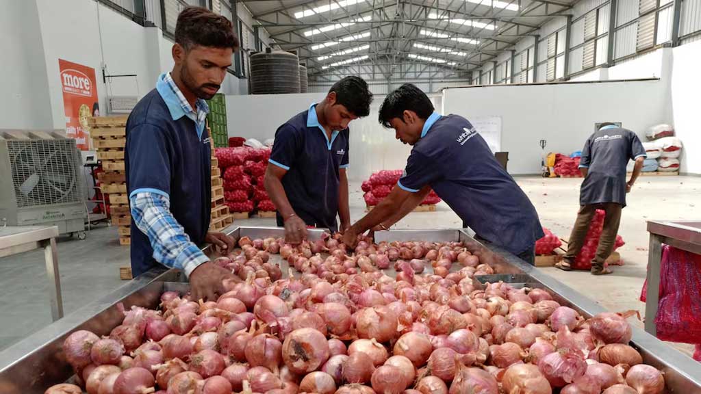 India to scrap 20% onion export duty