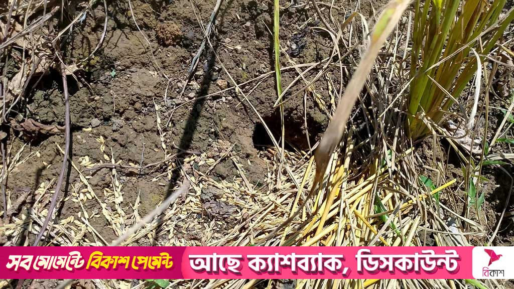 Rats eat up jhum paddy in Sajek, food crisis feared